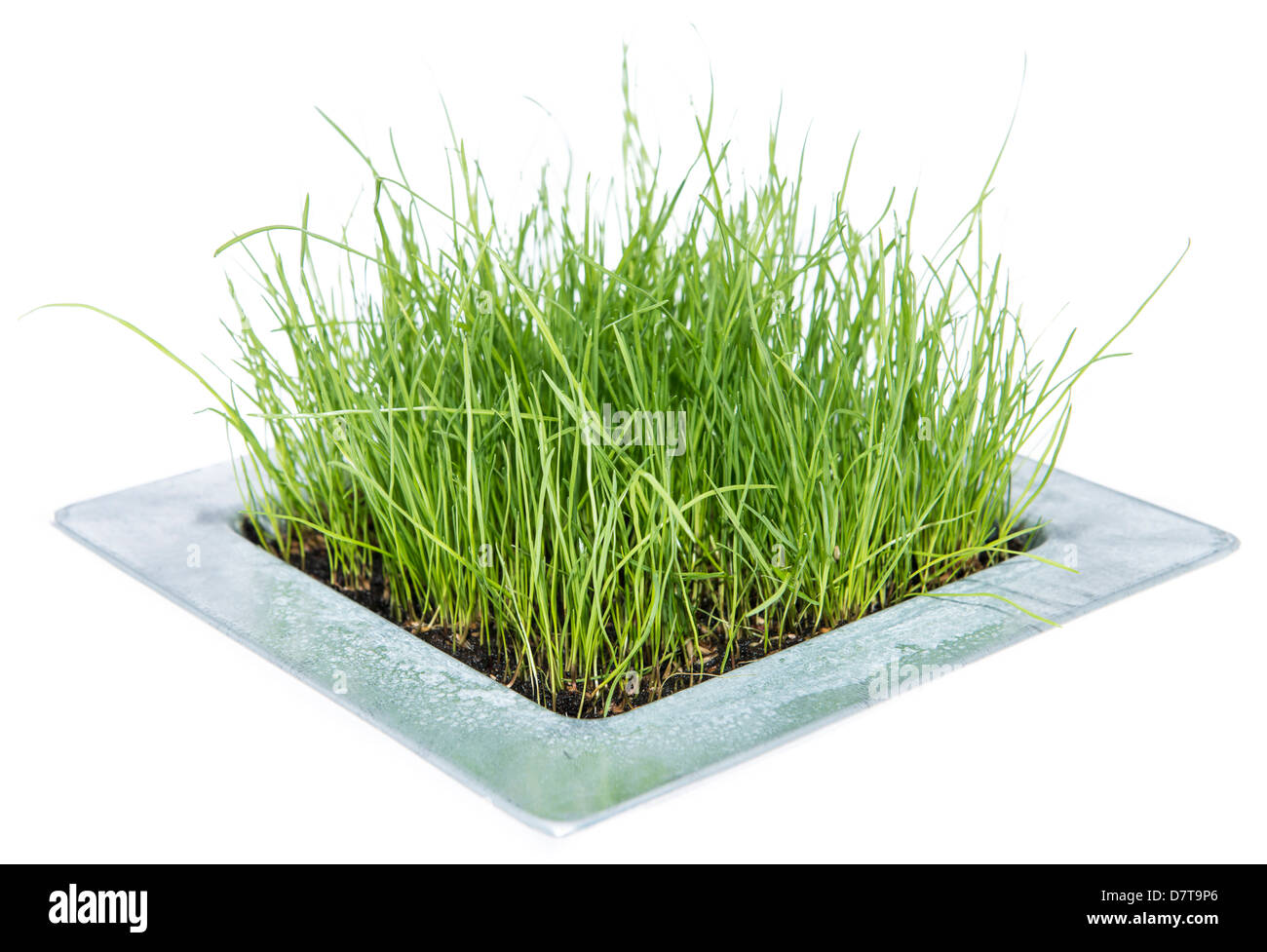 Grass isolated on white background Stock Photo - Alamy