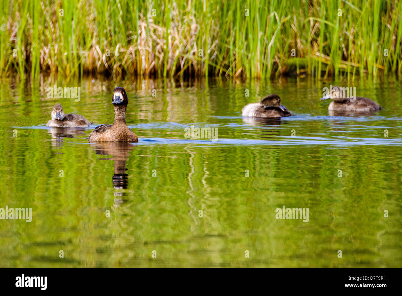 Greater Scaup hen with chicks, Aythya marila, Bluebill, on a tundra ...