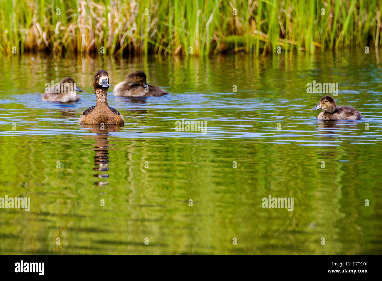 Greater Scaup hen with chicks, Aythya marila, Bluebill, on a tundra ...