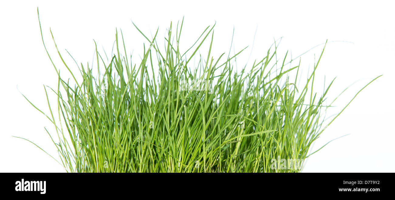 Grass isolated on white background (side view Stock Photo - Alamy