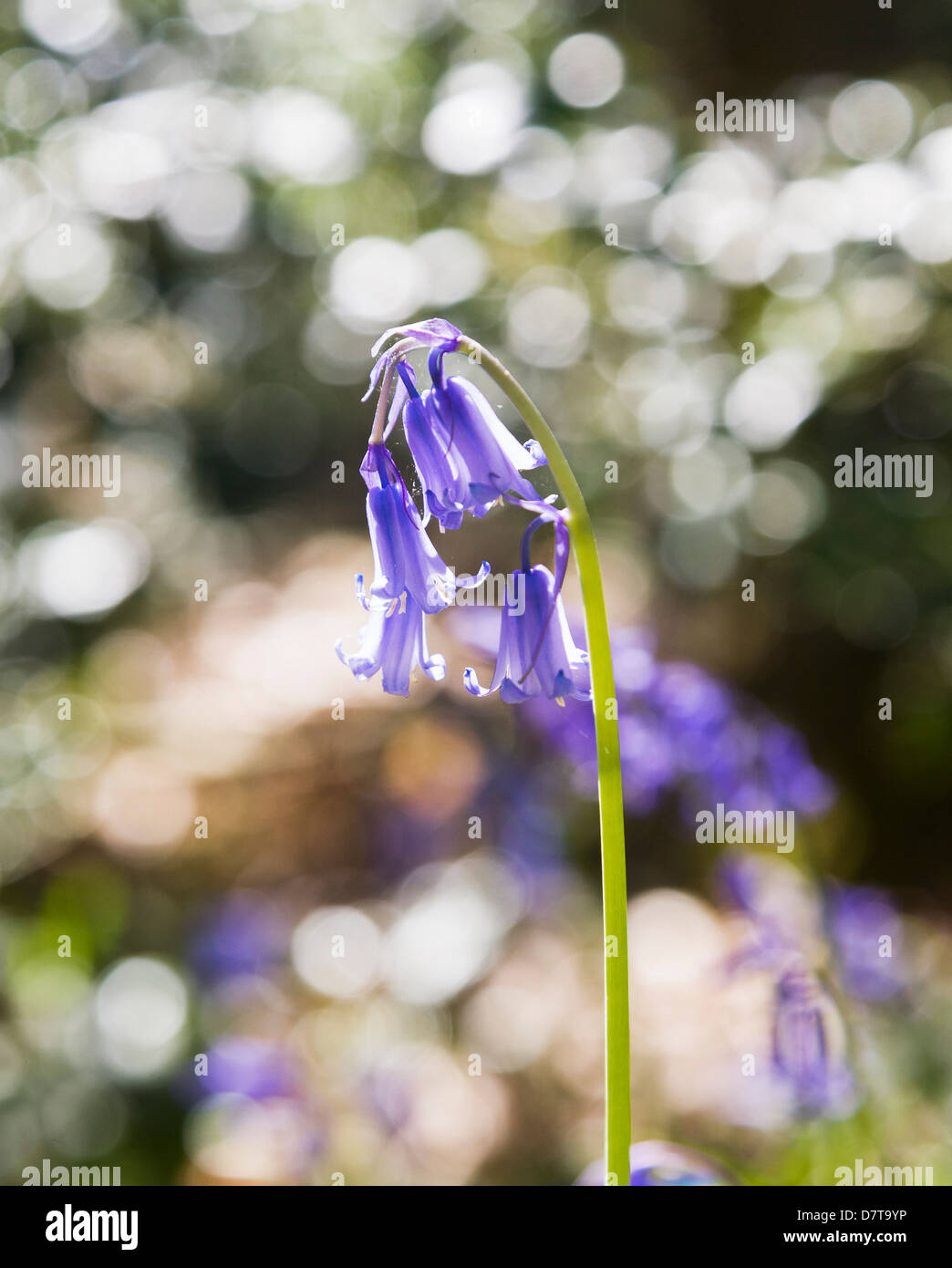 Bluebell flower (Hyacinthoides non-scripta Stock Photo - Alamy