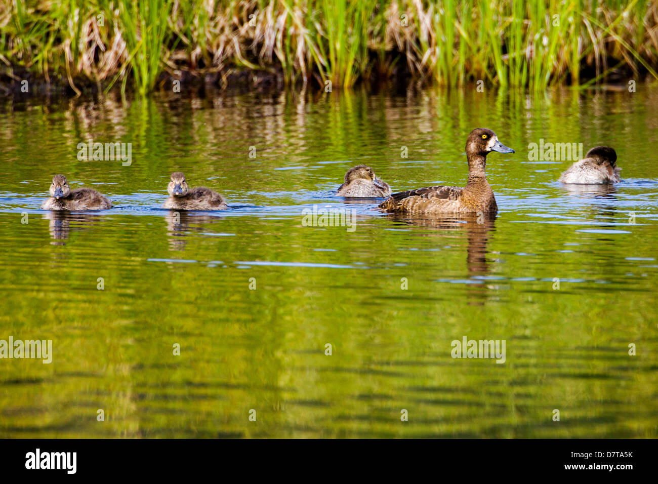 Greater Scaup hen with chicks, Aythya marila, Bluebill, on a tundra ...