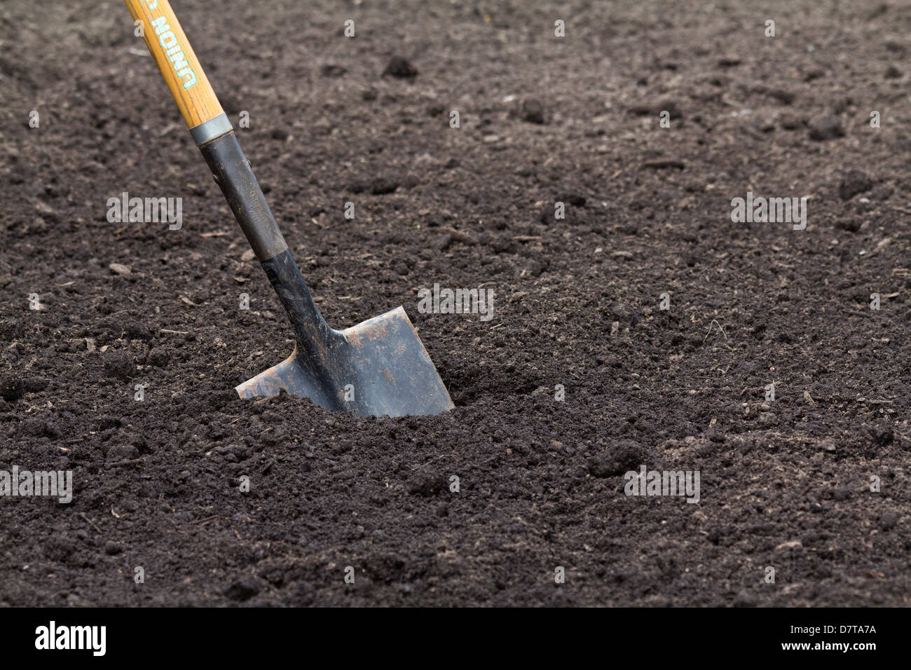 A spade in soil ivegetable raising bed in the garden garden tools ...