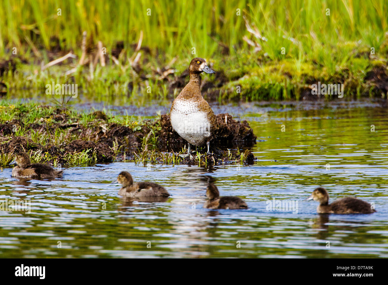 Greater Scaup hen with chicks, Aythya marila, Bluebill, on a tundra ...