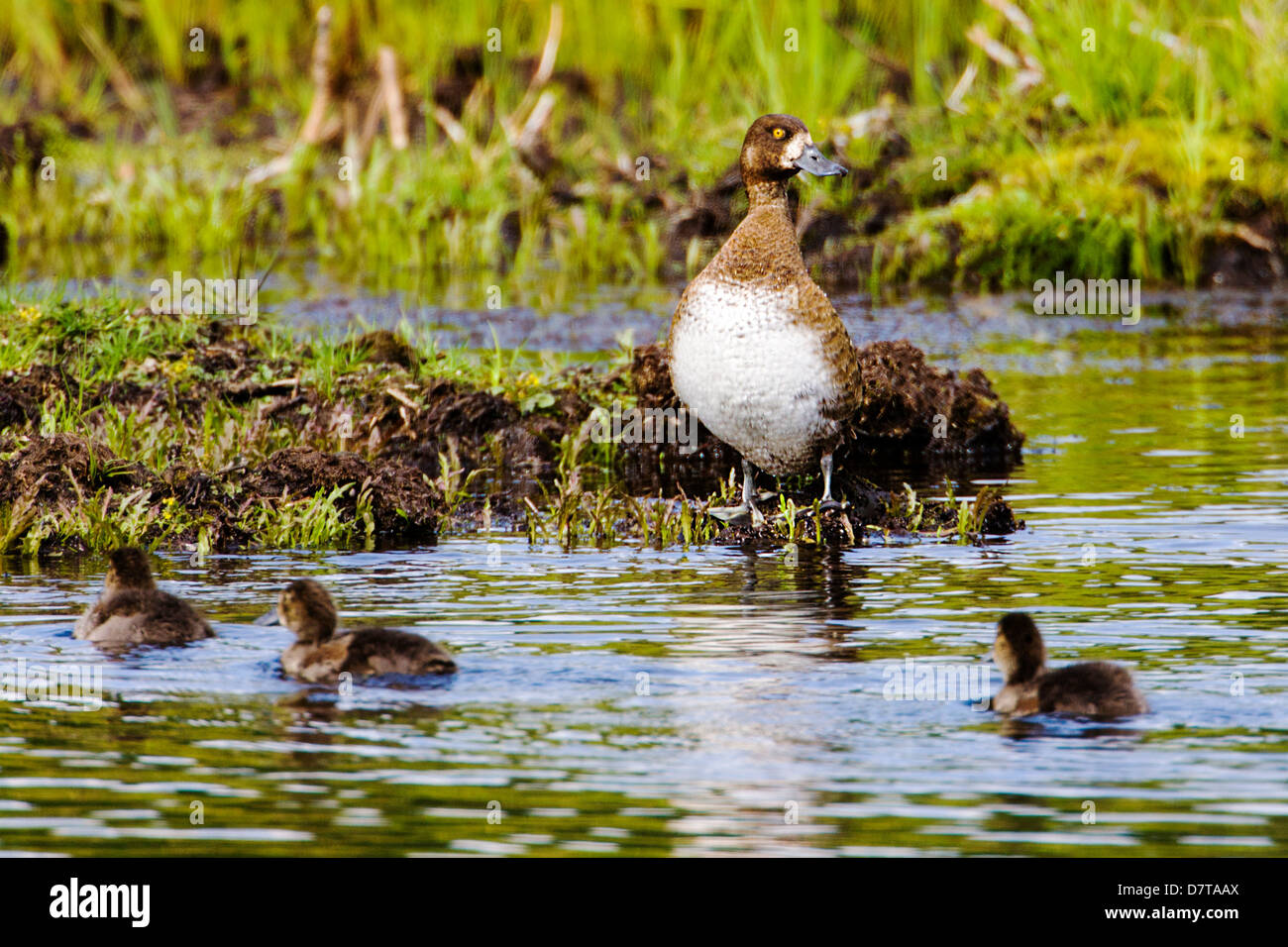 Greater Scaup hen with chicks, Aythya marila, Bluebill, on a tundra ...