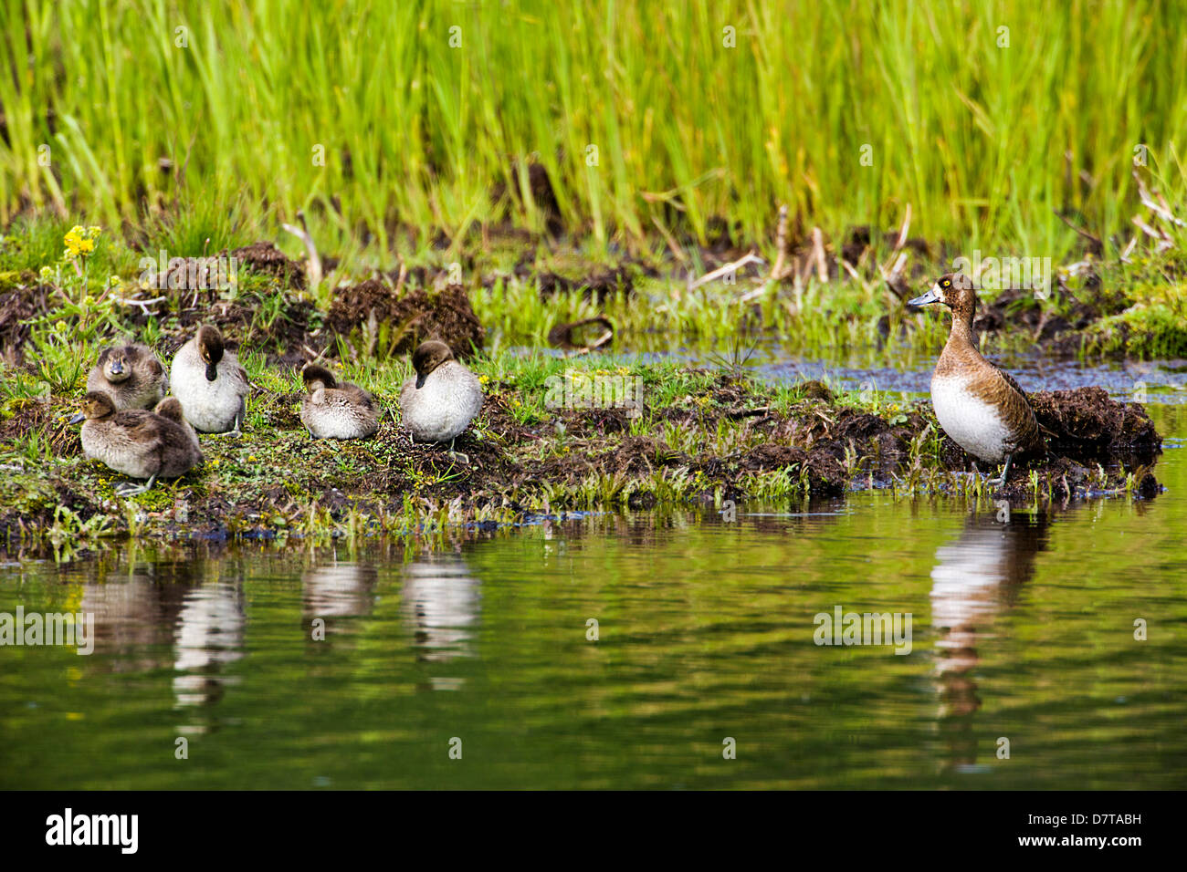 Greater Scaup hen with chicks, Aythya marila, Bluebill, on a tundra ...