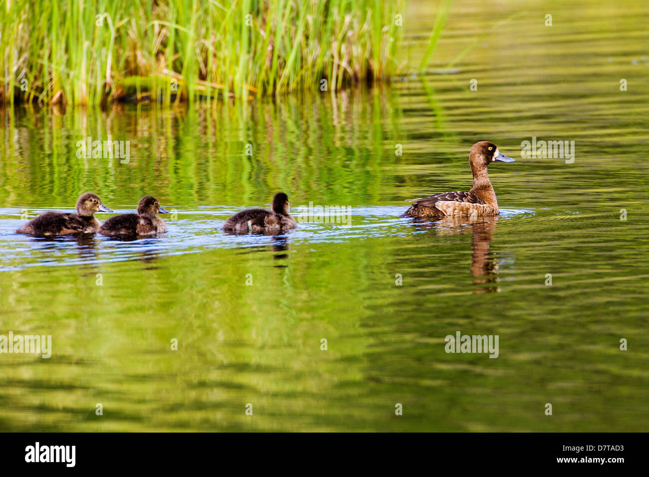 Greater Scaup hen with chicks, Aythya marila, Bluebill, on a tundra ...