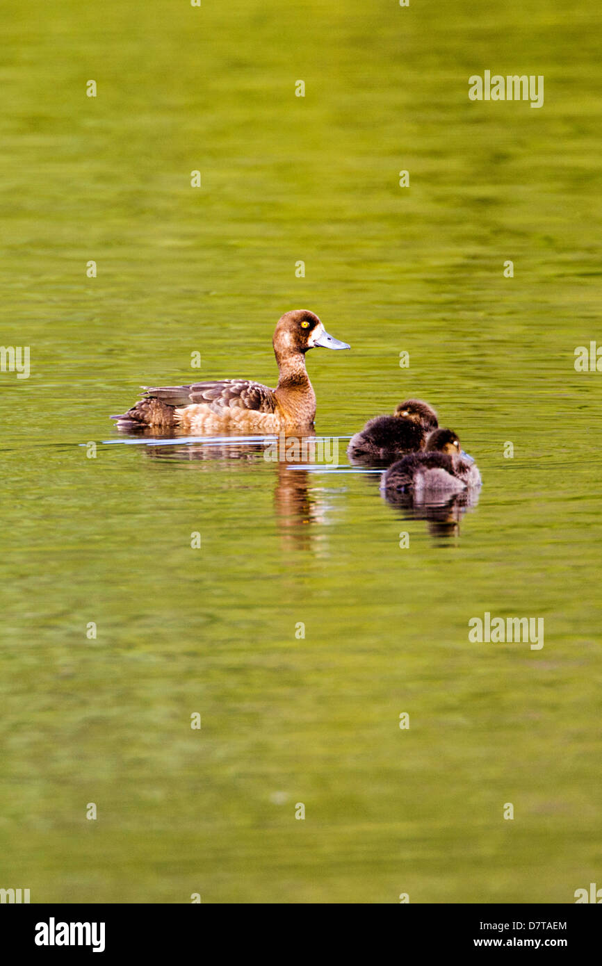 Greater Scaup hen with chicks, Aythya marila, Bluebill, on a tundra ...