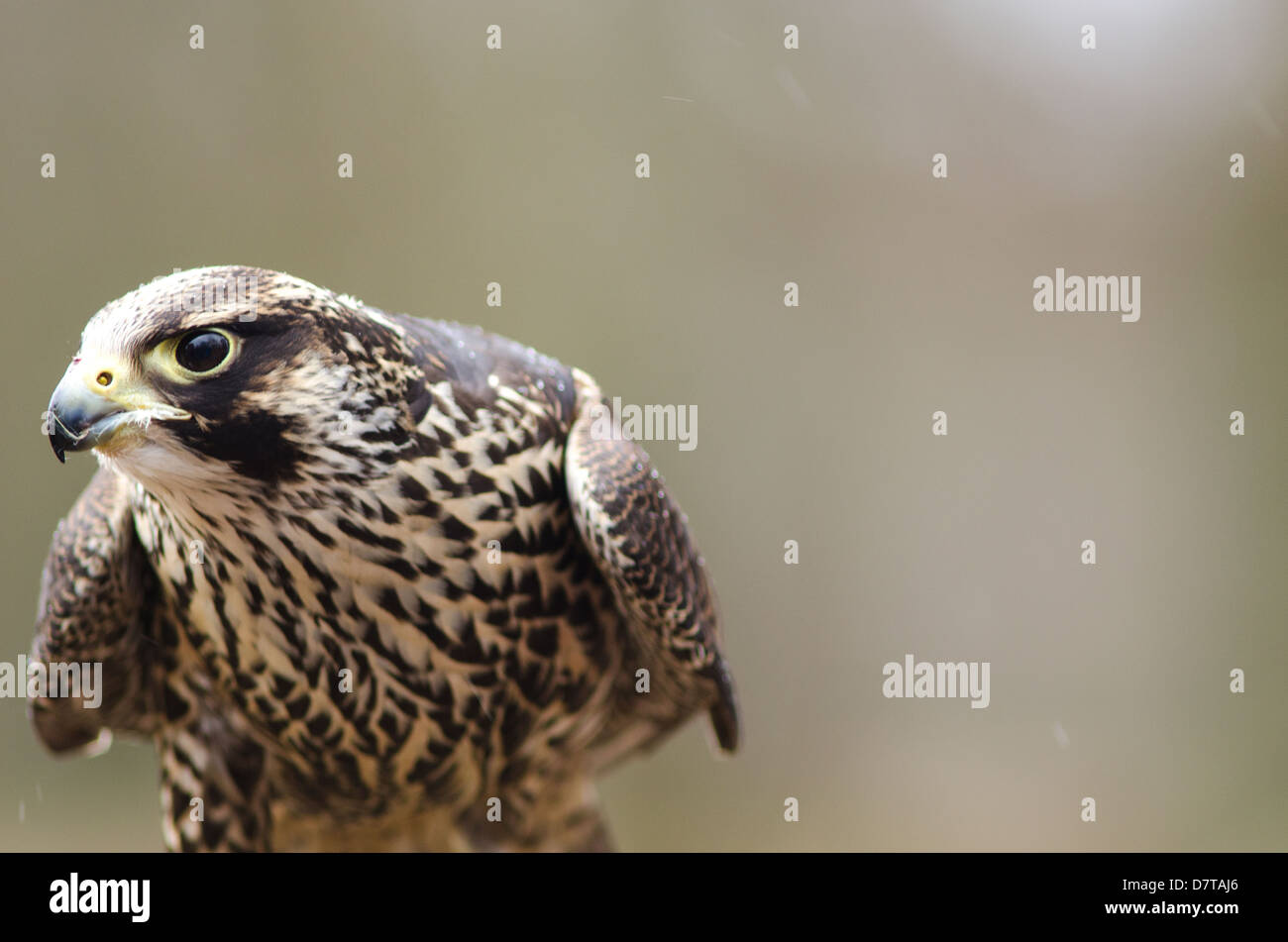 Merlin Bird Stock Photos & Merlin Bird Stock Images - Alamy