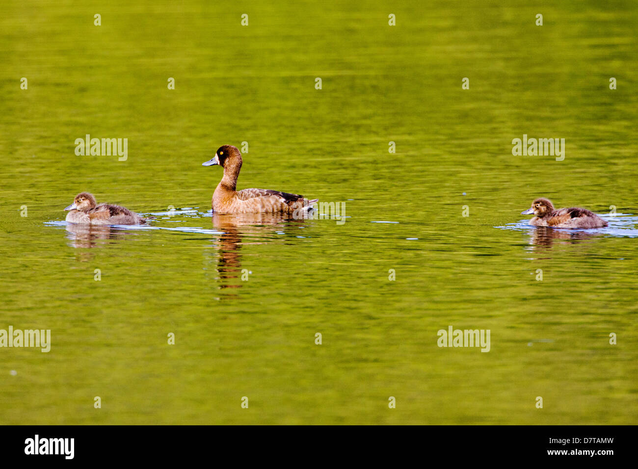 Greater Scaup hen with chicks, Aythya marila, Bluebill, on a tundra ...