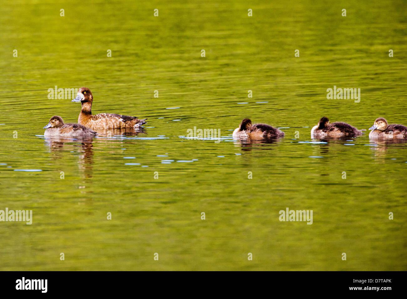 Greater Scaup hen with chicks, Aythya marila, Bluebill, on a tundra ...