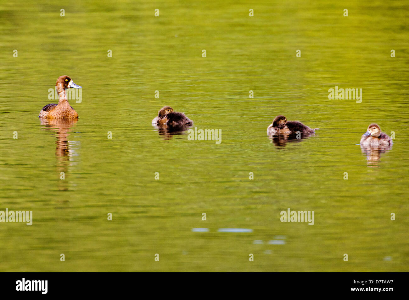 Greater Scaup hen with chicks, Aythya marila, Bluebill, on a tundra ...