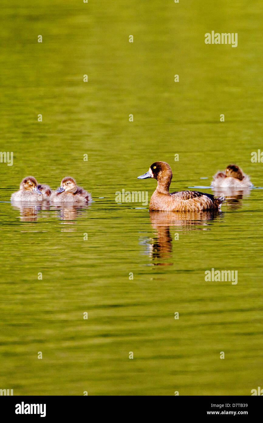 Greater Scaup hen with chicks, Aythya marila, Bluebill, on a tundra ...
