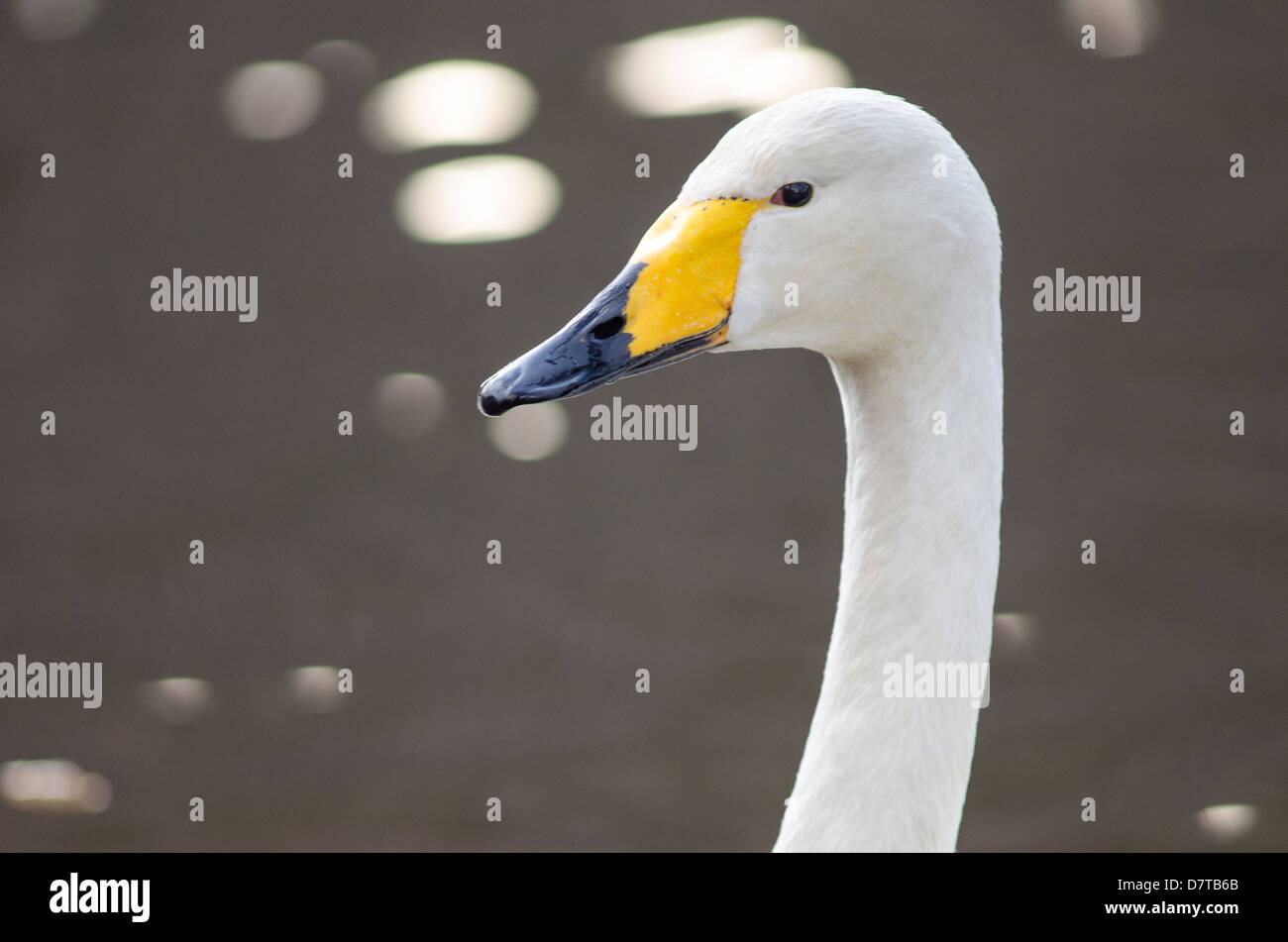 Cygnus bird hi-res stock photography and images - Alamy