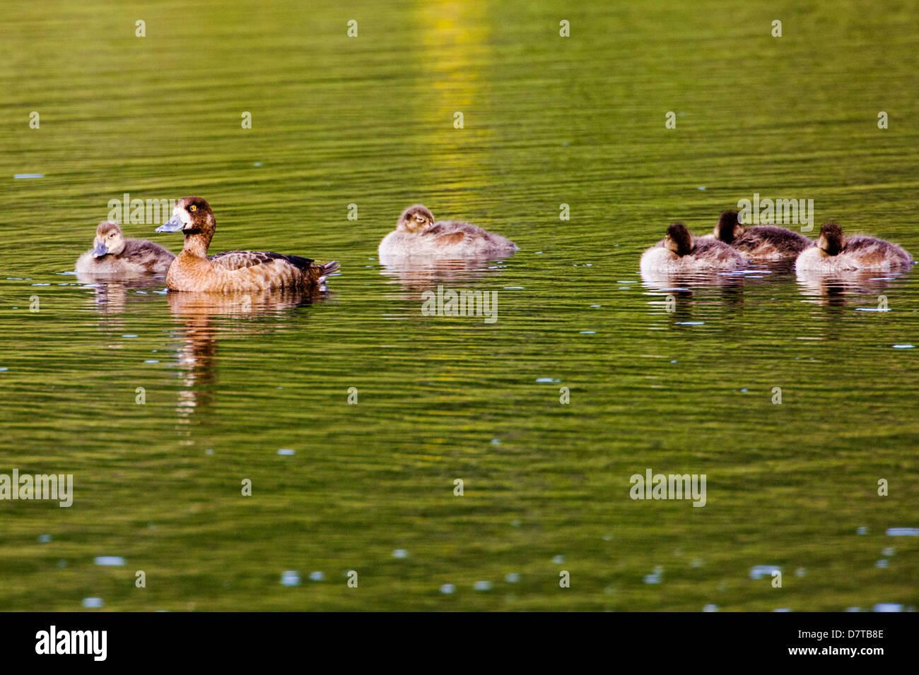 Greater Scaup hen with chicks, Aythya marila, Bluebill, on a tundra ...