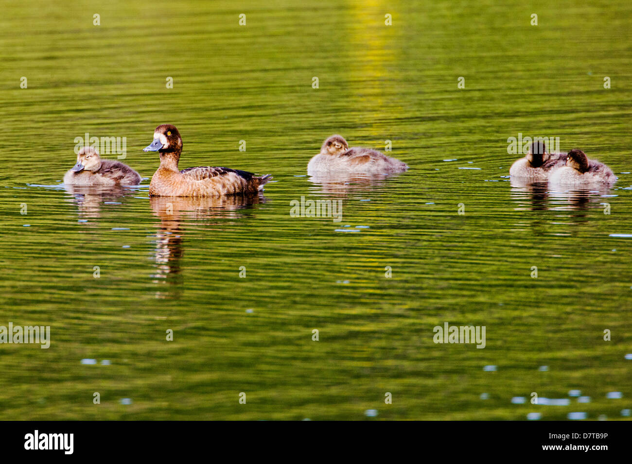 Greater Scaup hen with chicks, Aythya marila, Bluebill, on a tundra ...