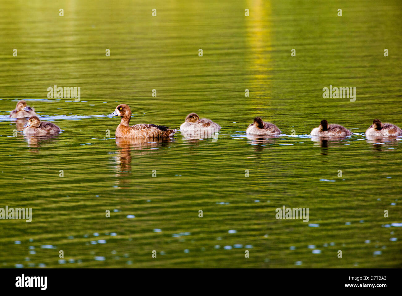 Greater Scaup hen with chicks, Aythya marila, Bluebill, on a tundra ...