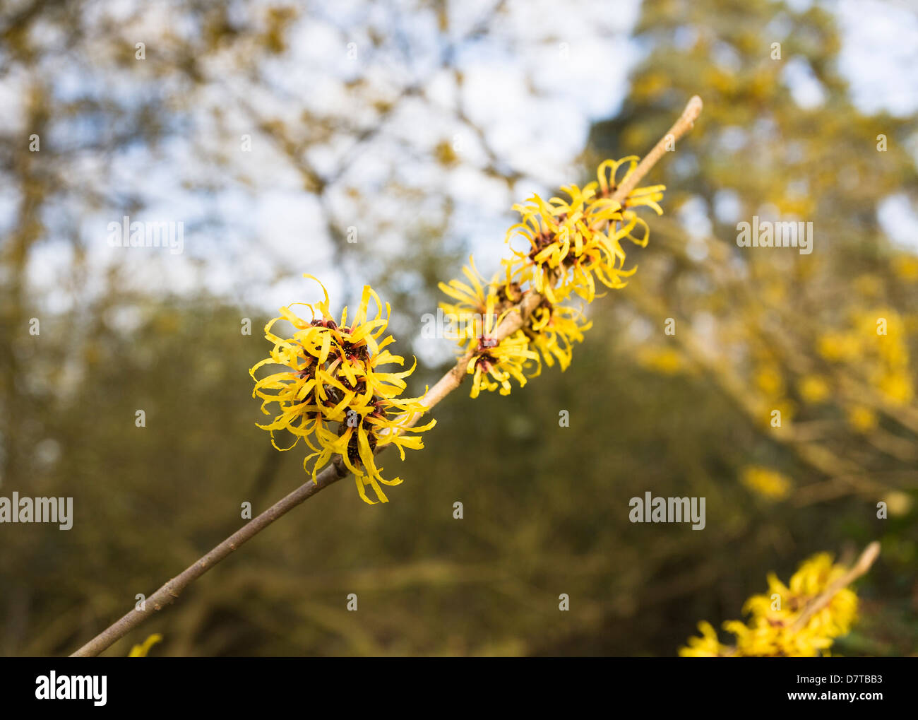 Witch-hazel flowers (believed to be Hamamelis japonica Stock Photo - Alamy