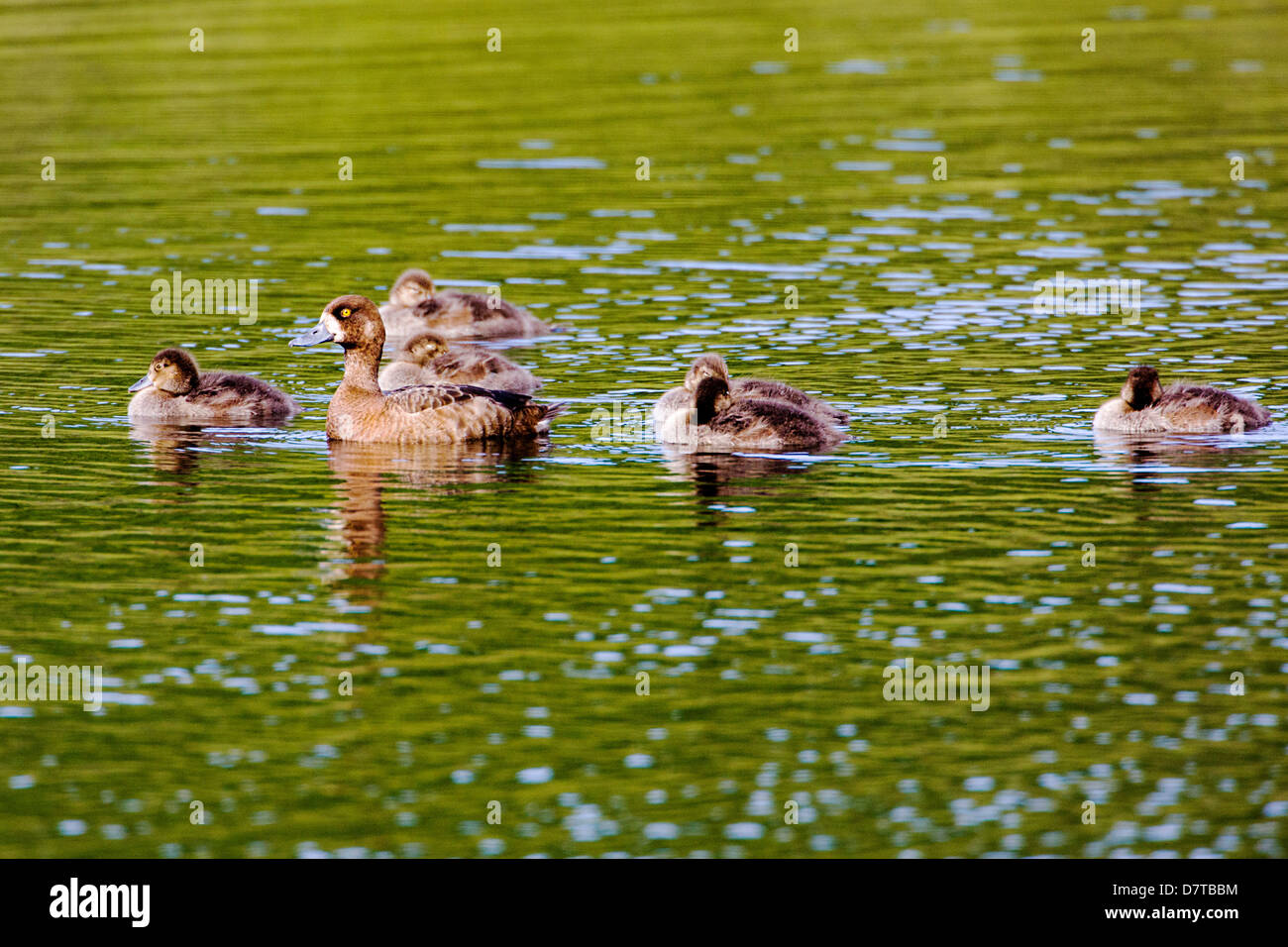 Greater Scaup hen with chicks, Aythya marila, Bluebill, on a tundra ...