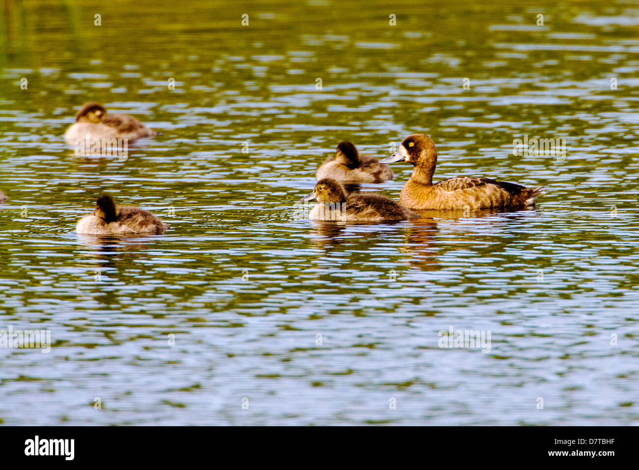 Greater Scaup hen with chicks, Aythya marila, Bluebill, on a tundra ...