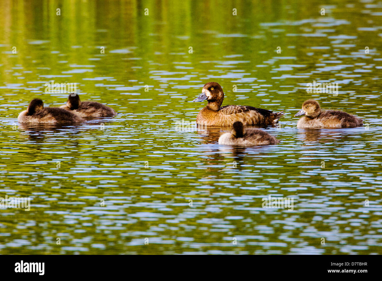 Greater Scaup hen with chicks, Aythya marila, Bluebill, on a tundra ...