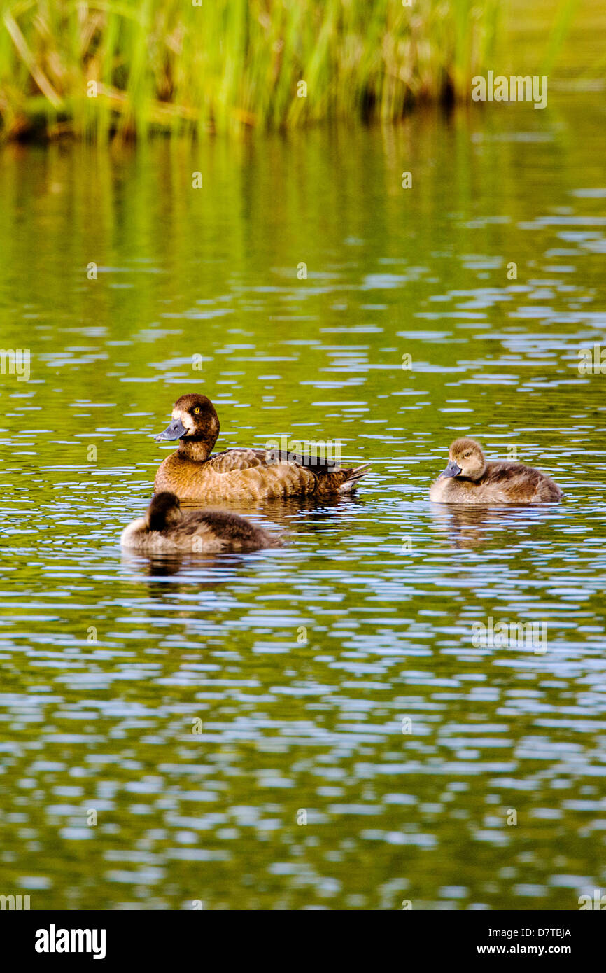Greater Scaup hen with chicks, Aythya marila, Bluebill, on a tundra ...