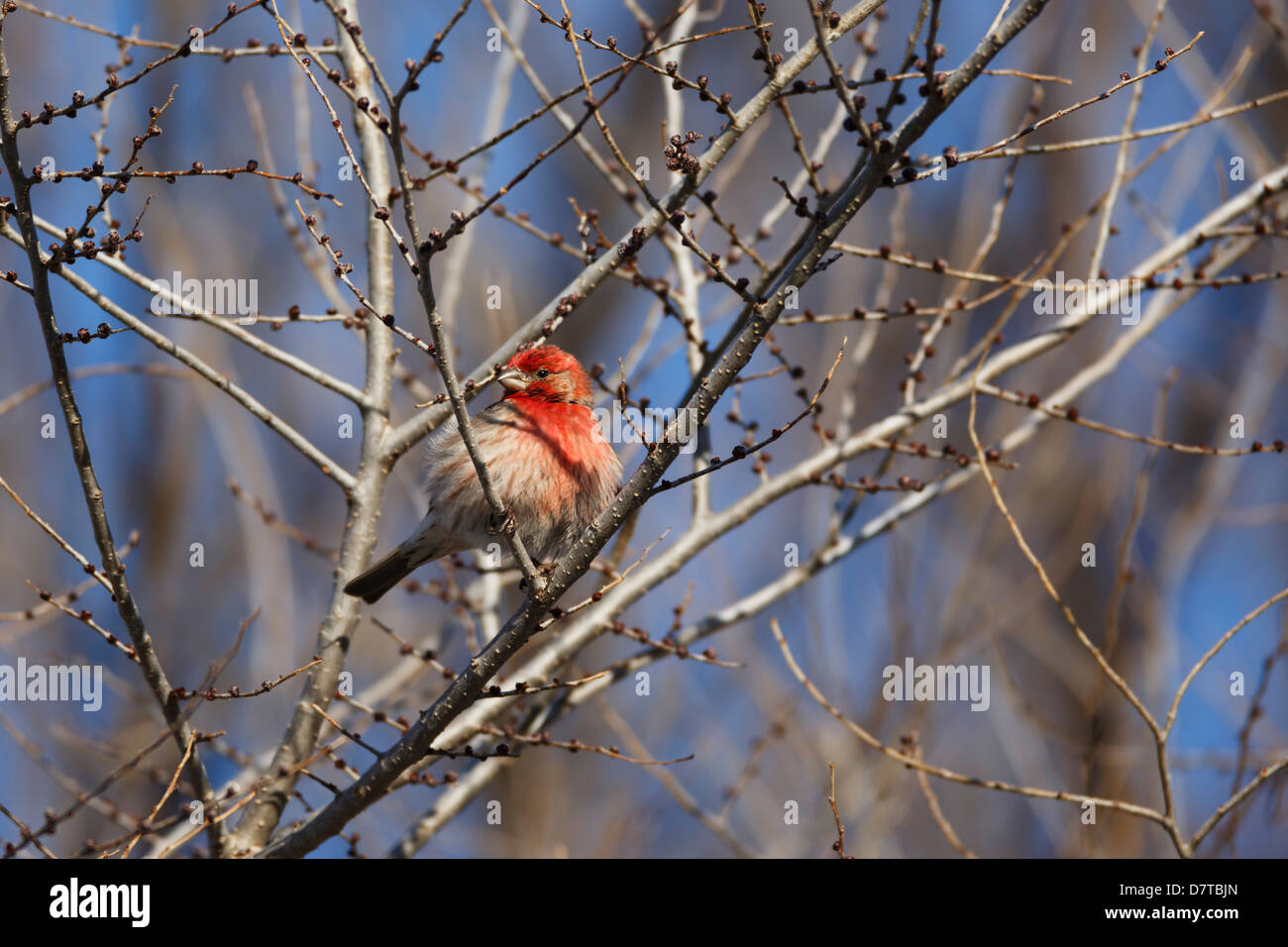 House Finch (Carpodacus mexicanus) in a tree during late winter ...