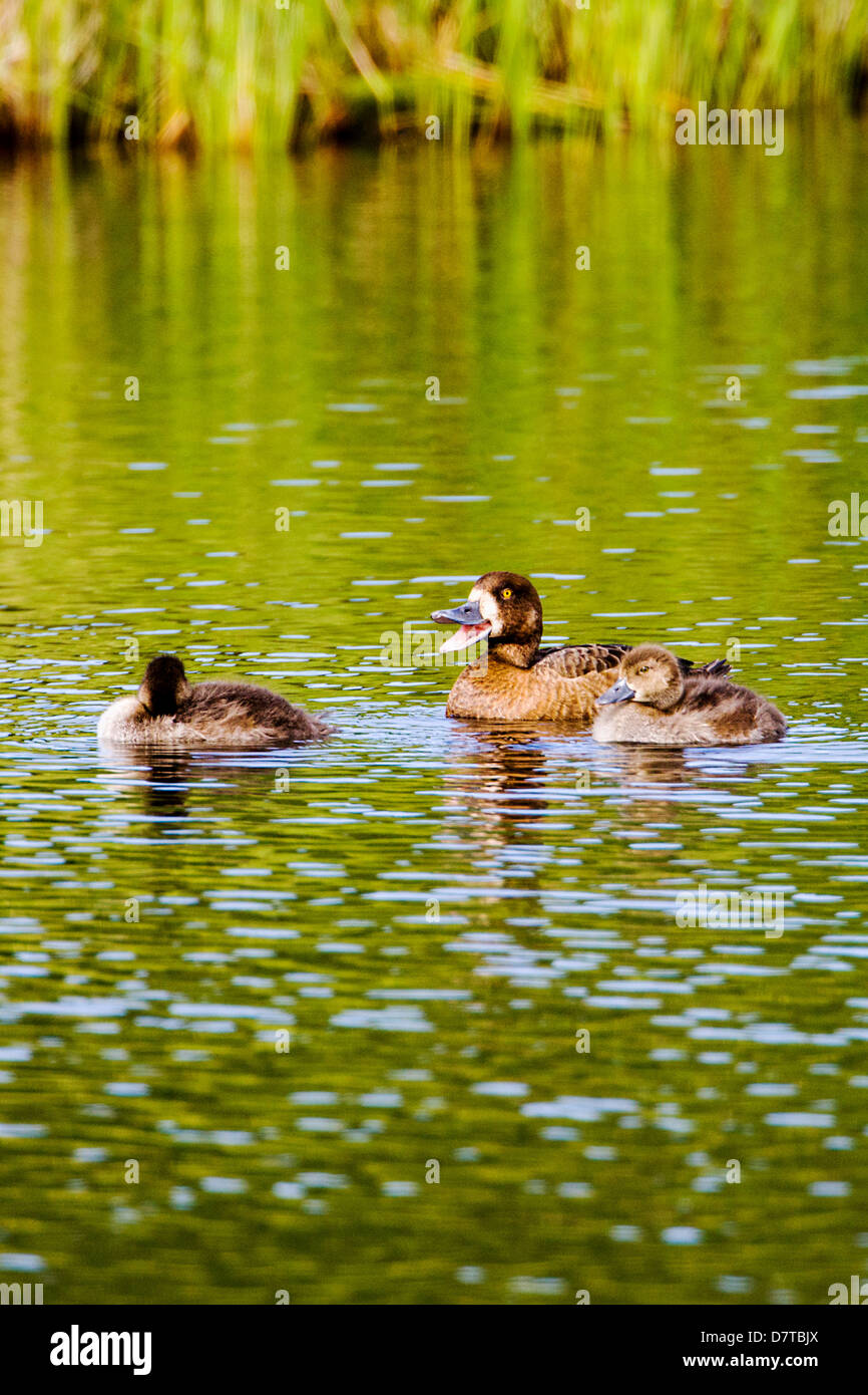 Greater Scaup hen with chicks, Aythya marila, Bluebill, on a tundra ...
