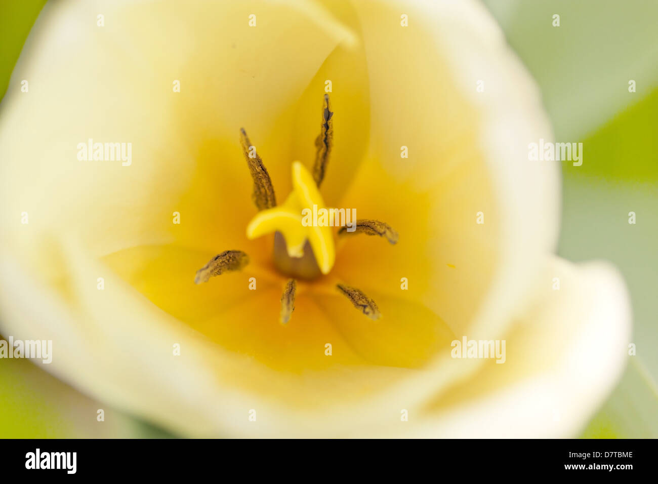 Open tulip flower hi-res stock photography and images - Alamy