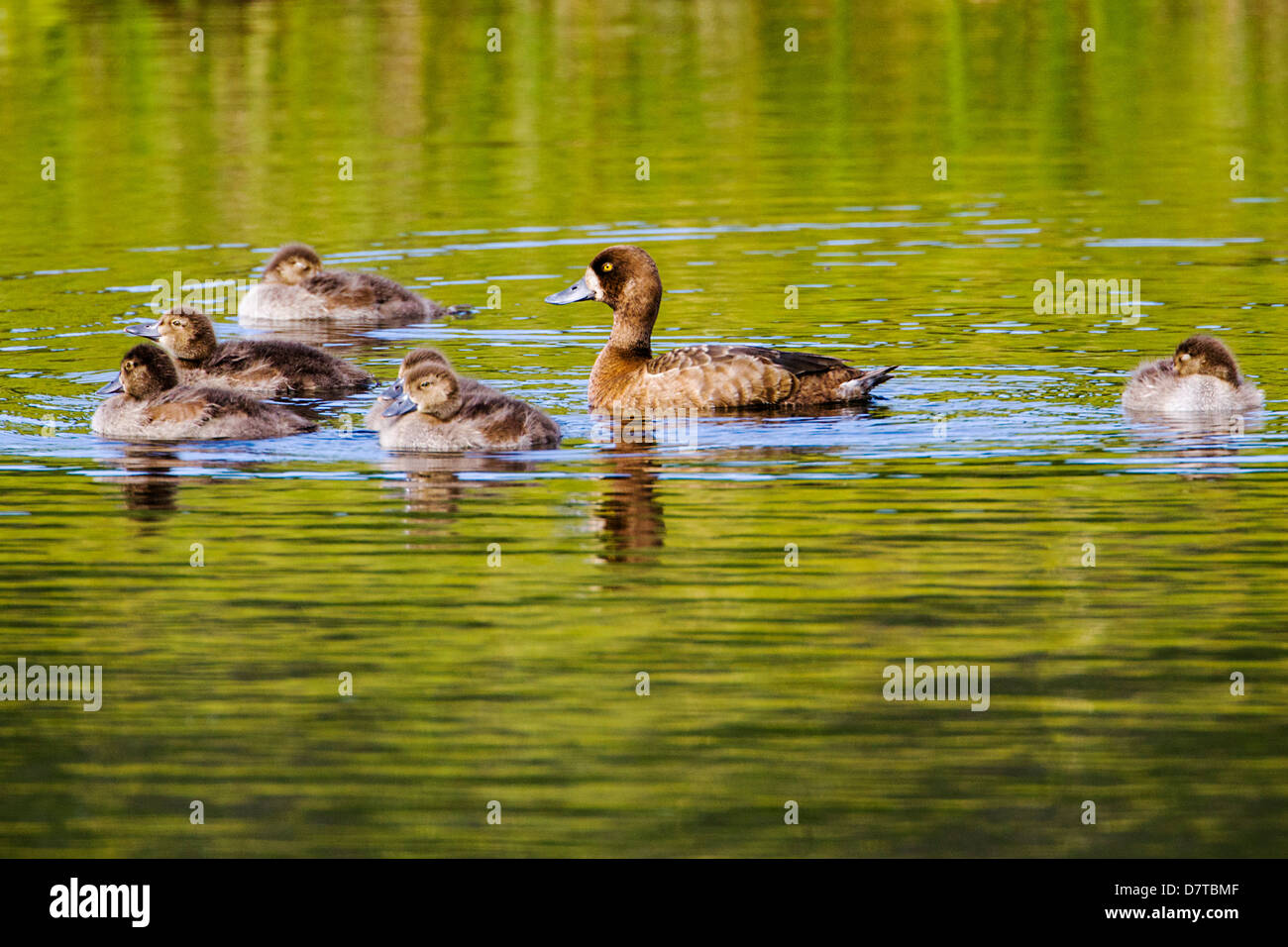 Greater Scaup hen with chicks, Aythya marila, Bluebill, on a tundra ...