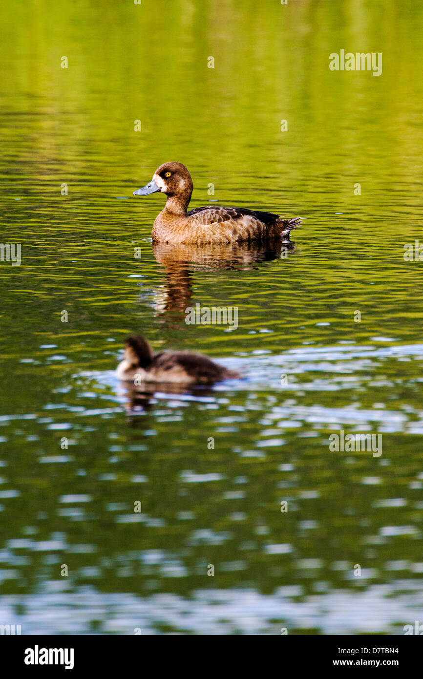 Greater Scaup hen with chicks, Aythya marila, Bluebill, on a tundra ...