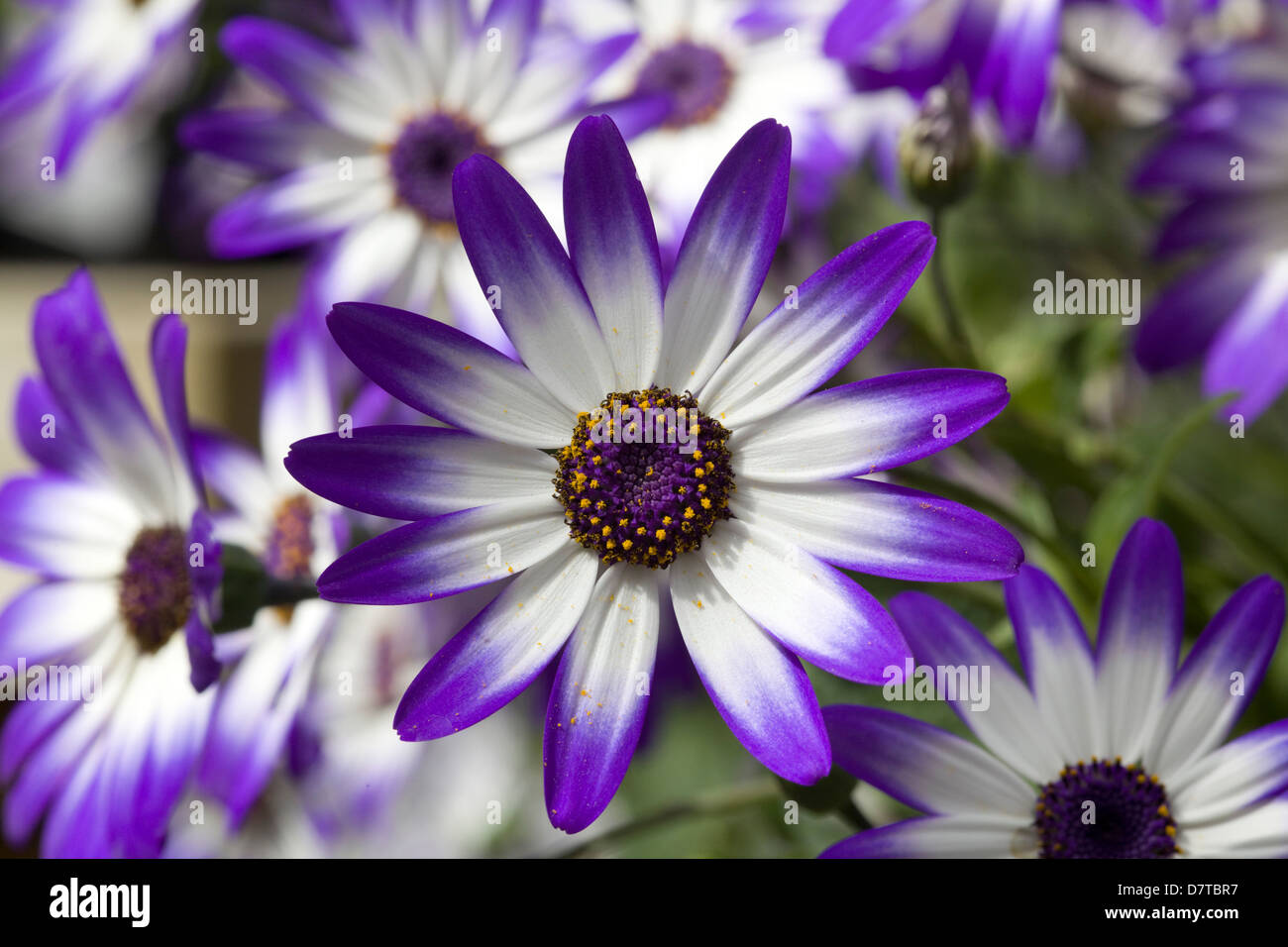 Pericallis x hybrida 'Senetti Deep Blue Florist's cineraria Senetti ...