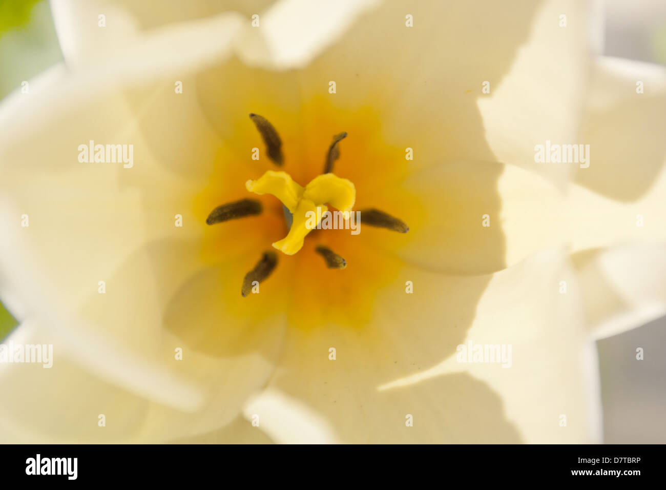 Open white tulip hi-res stock photography and images - Alamy