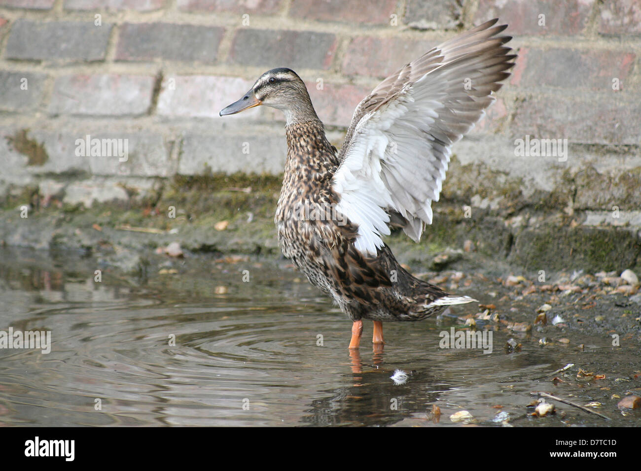 A female duck, wings outstretched Stock Photo - Alamy