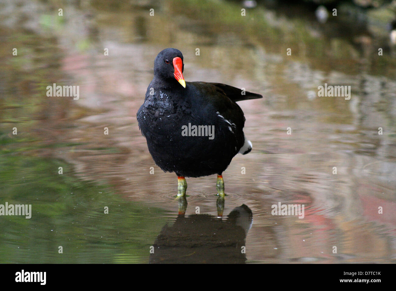 A red billed coot standing in a shallow pond Stock Photo - Alamy