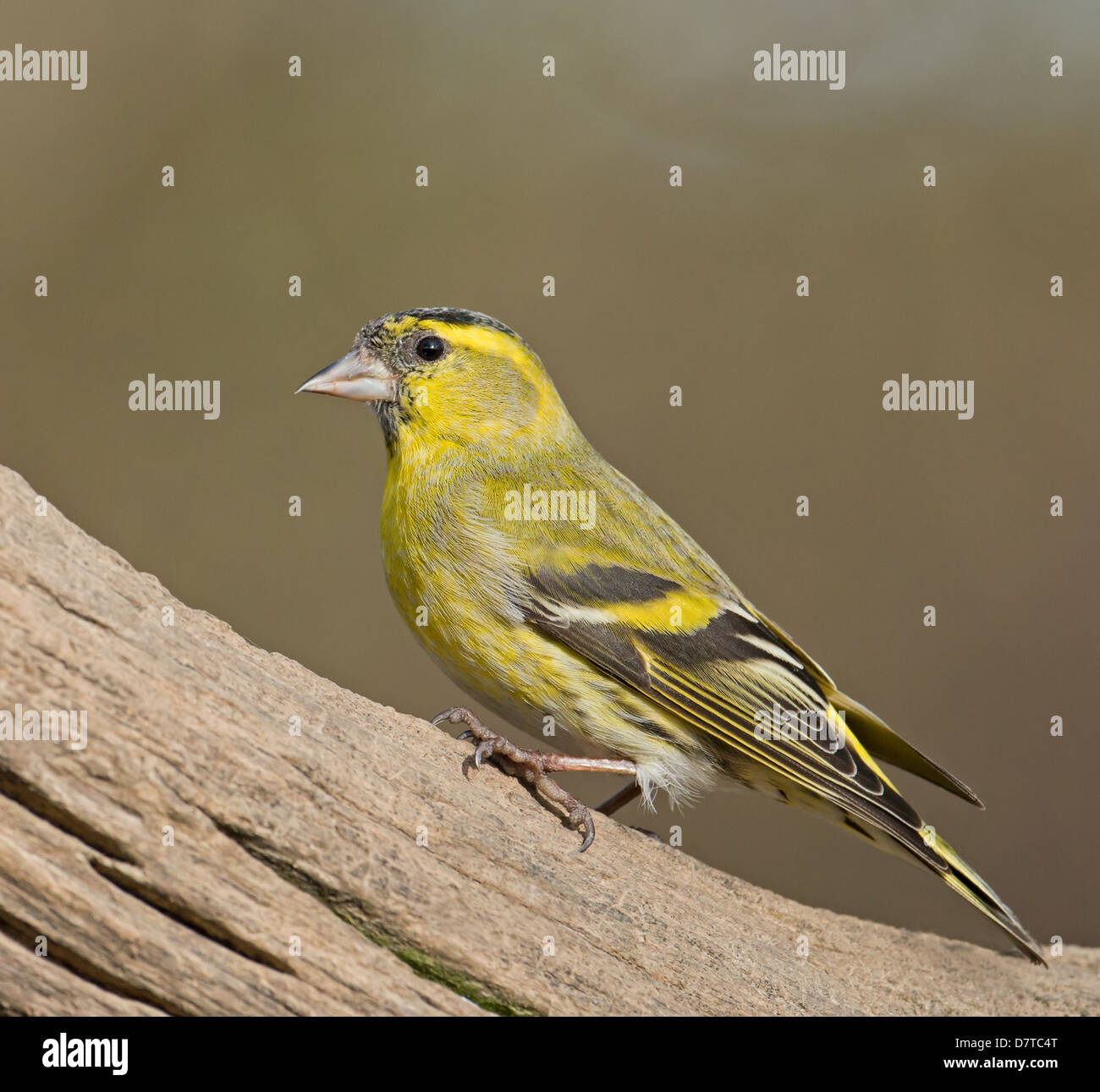 Siskin uk hi-res stock photography and images - Alamy