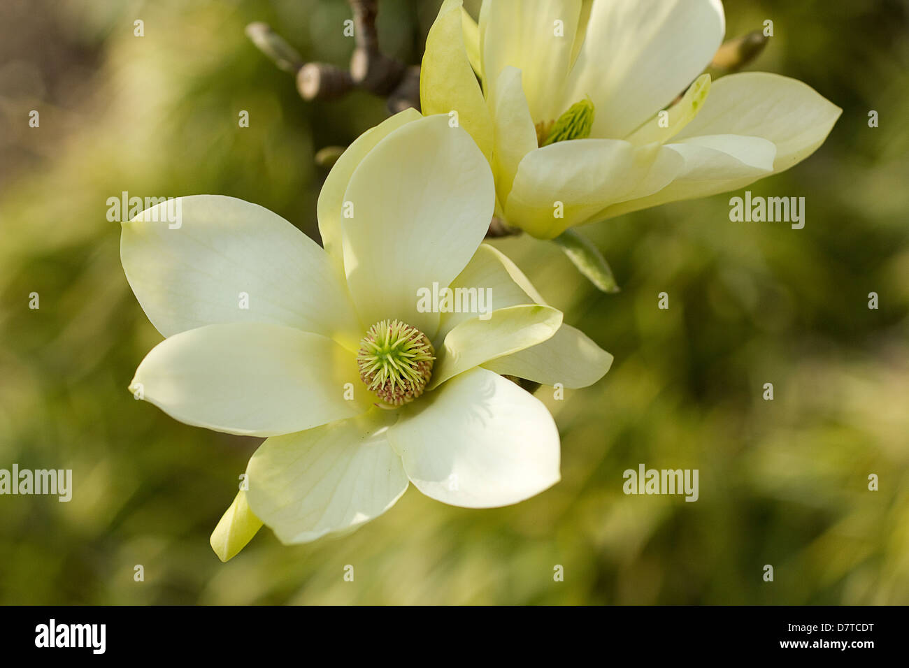 Yellow magnolia hi-res stock photography and images - Alamy
