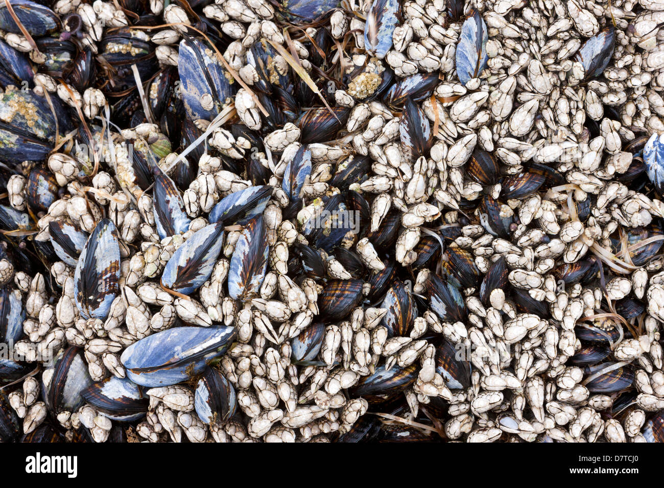 Mussels and barnacles, Olympic National Park, Washington, USA Stock ...