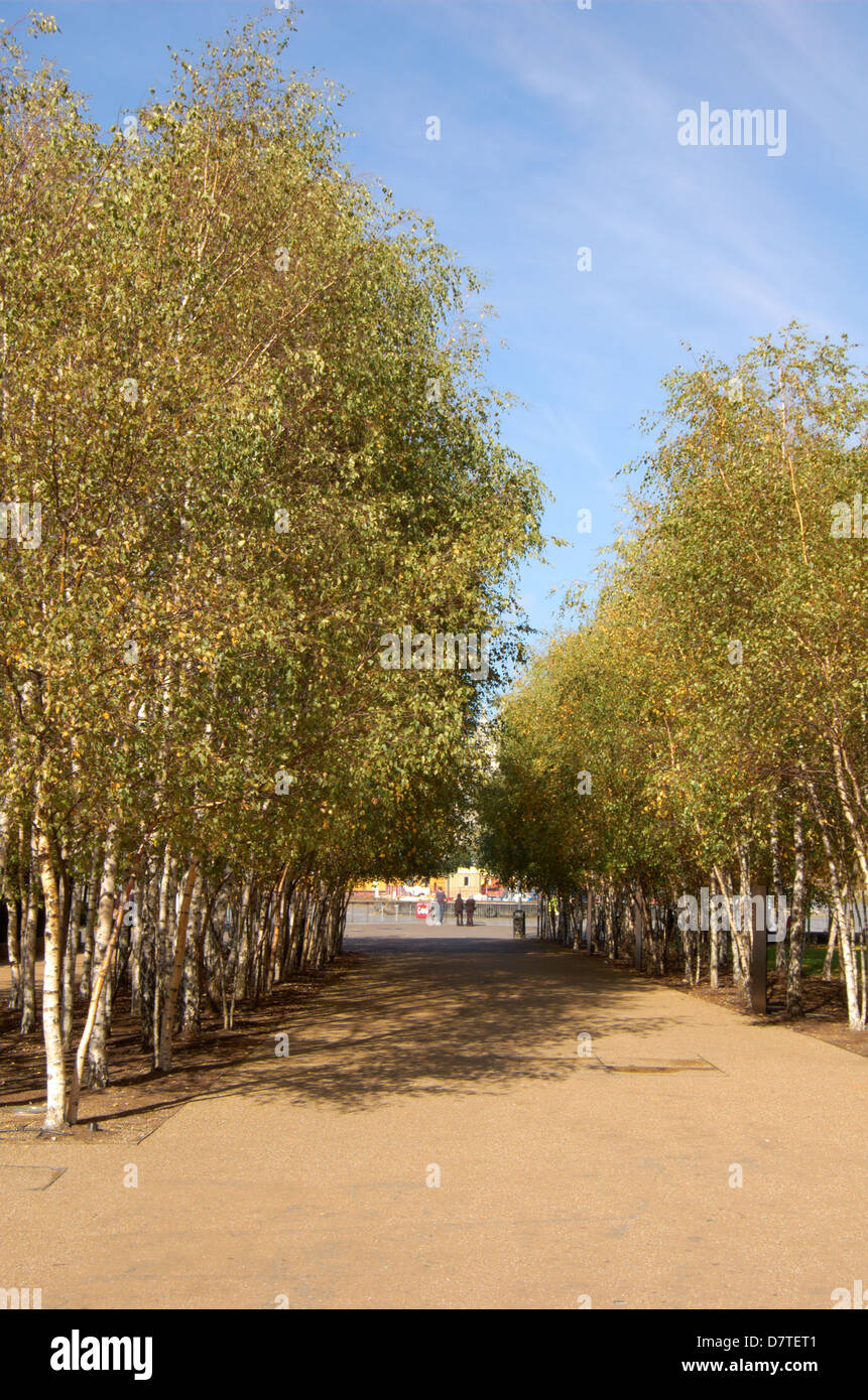 Birch trees london uk hi-res stock photography and images - Alamy
