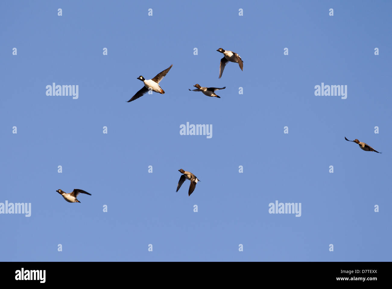 Goldeneye in flight hi-res stock photography and images - Alamy