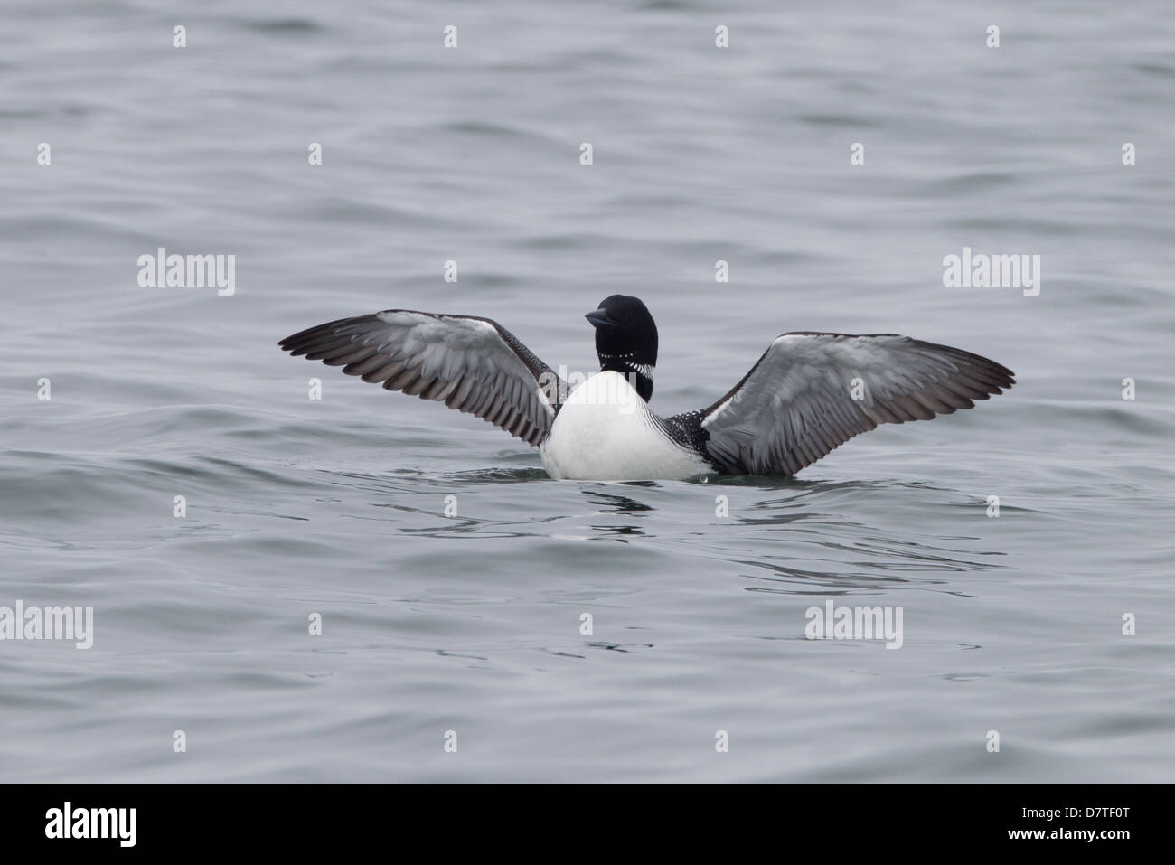 Common loon breeding plumage flapping wings hi-res stock photography ...