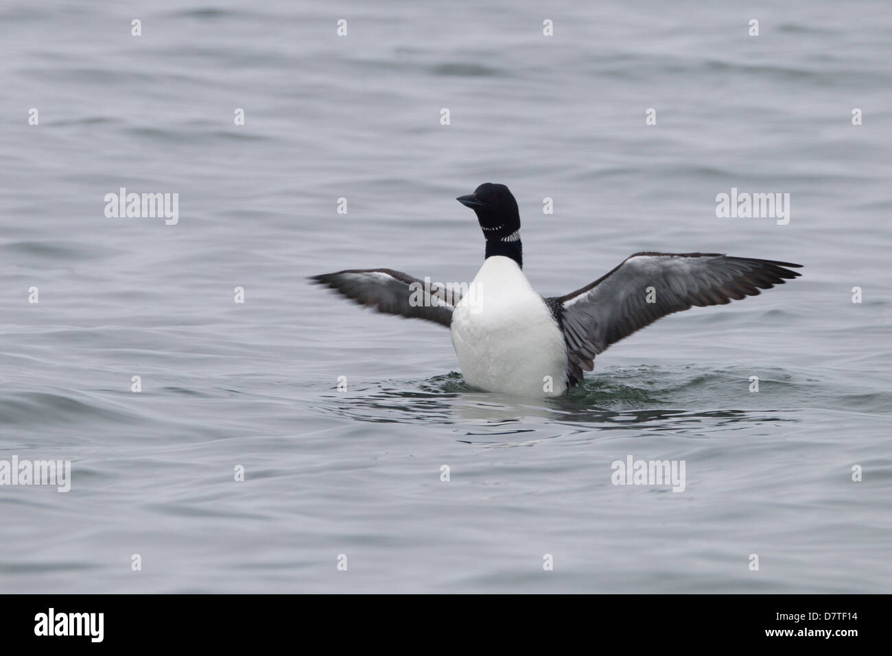 Common Loon (Gavia immer), in breeding plumage, flapping it's wings ...