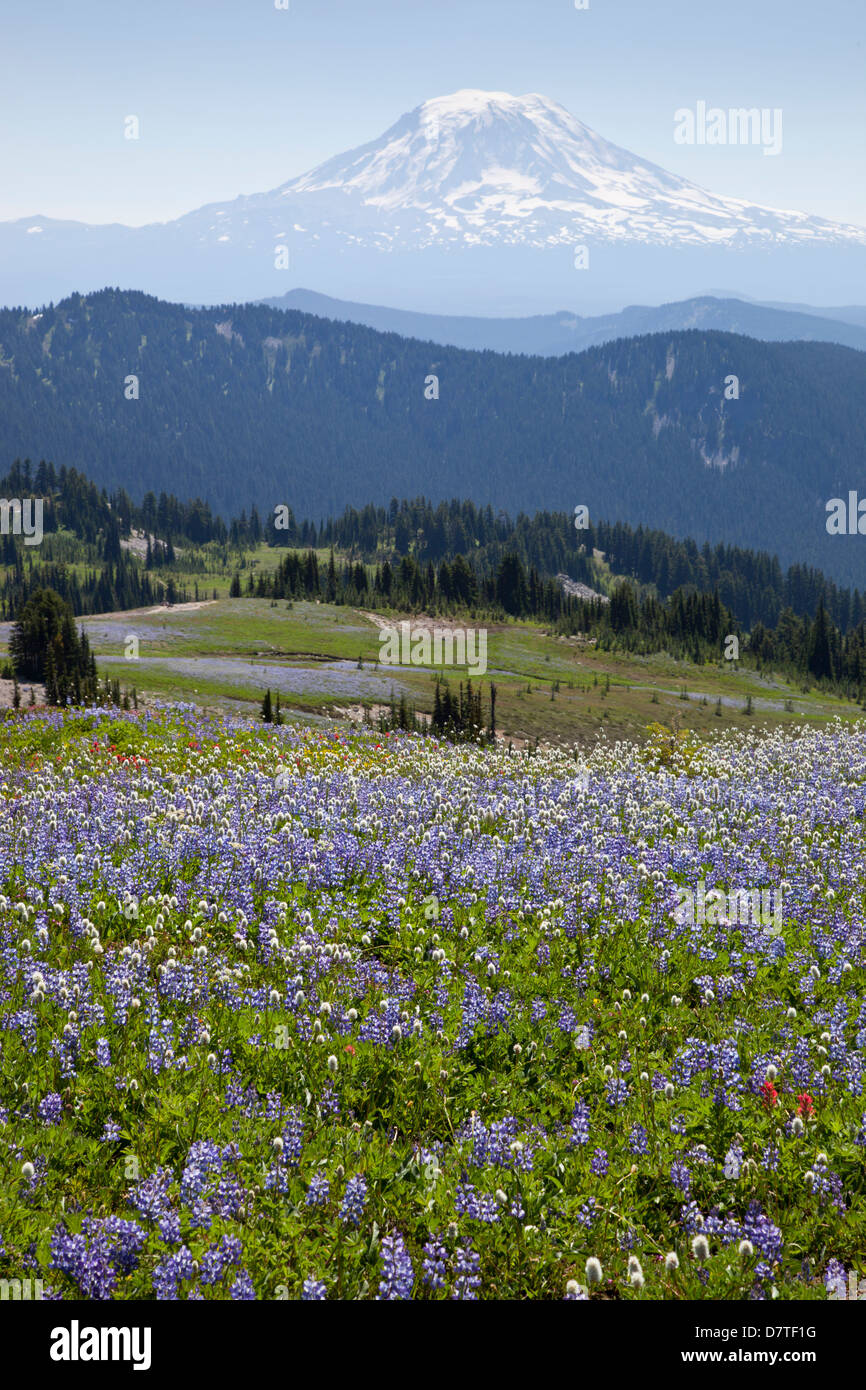WA, Goat Rocks Wilderness, Wildflower meadow, with Mount Adams Stock ...