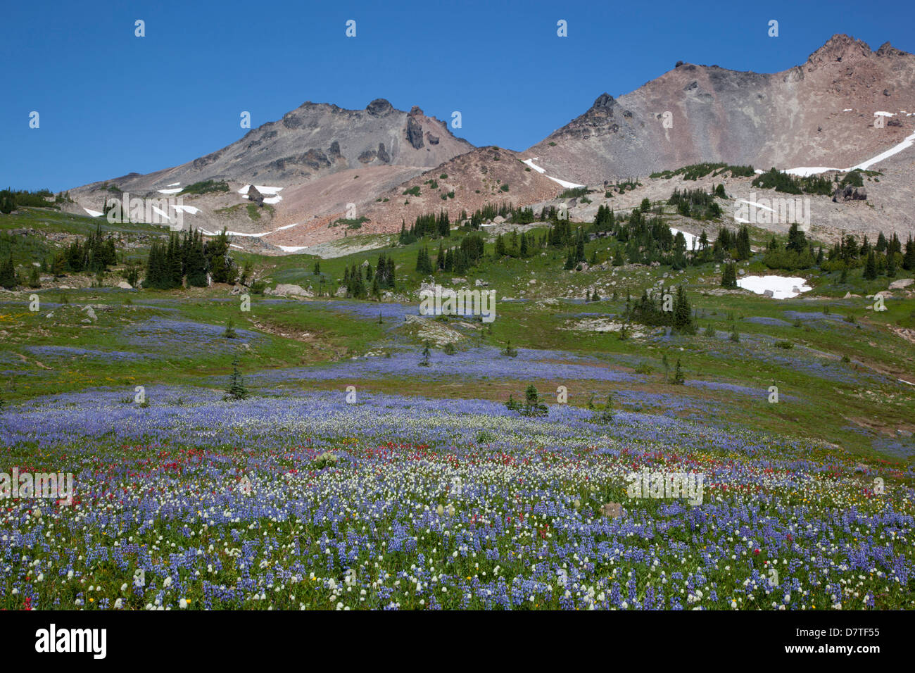WA, Goat Rocks Wilderness, Wildflower alpine meadow with Goat Rocks and ...