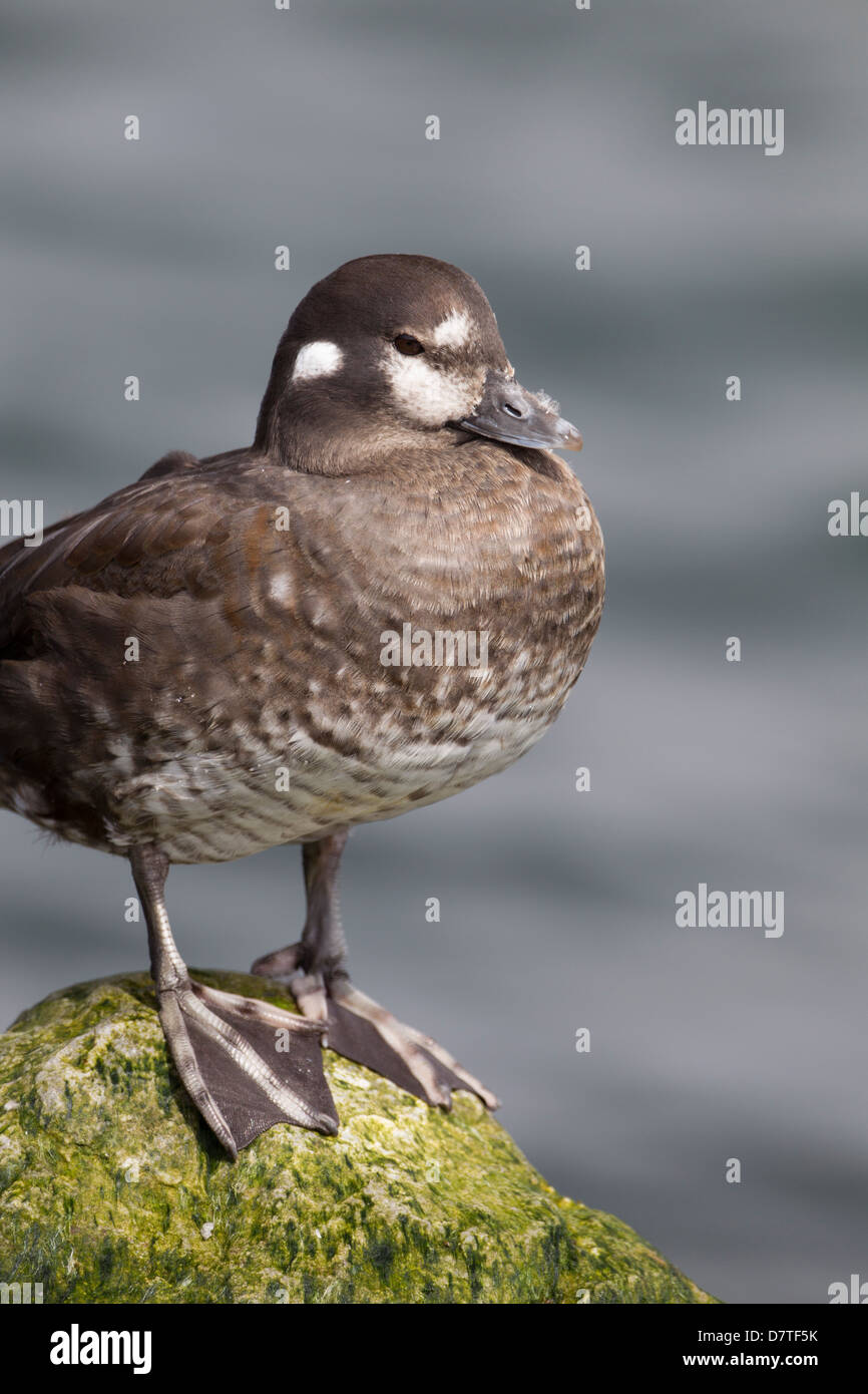 Female harlequin duck High Resolution Stock Photography and Images - Alamy