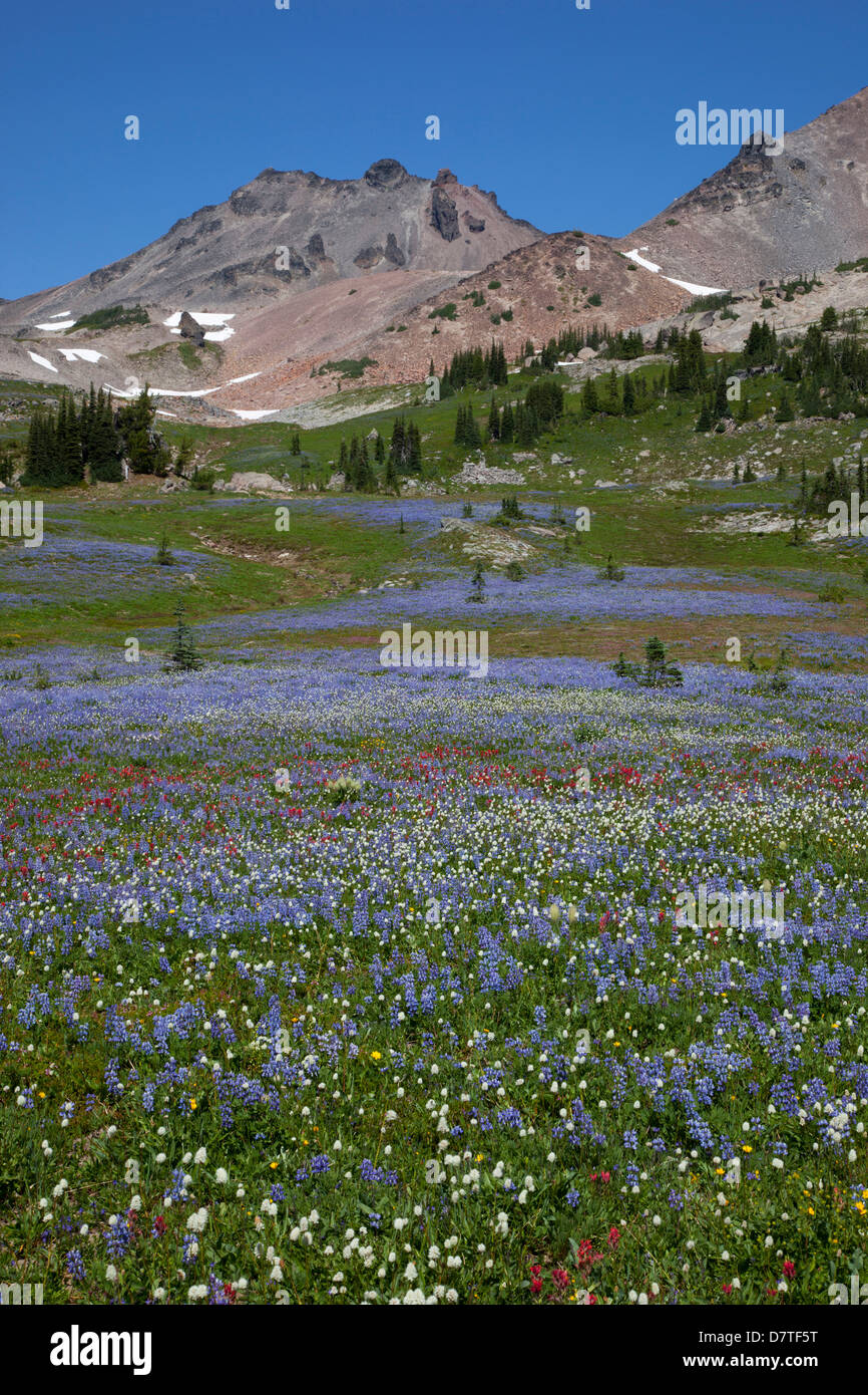 WA, Goat Rocks Wilderness, Wildflower alpine meadow with Goat Rocks and ...