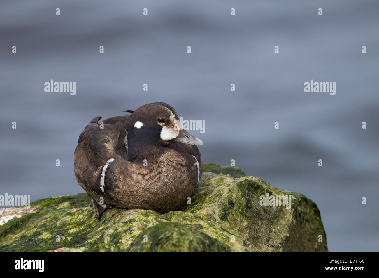 Harlequin Duck (Histrionicus histrionicus histrionicus), male in Winter ...