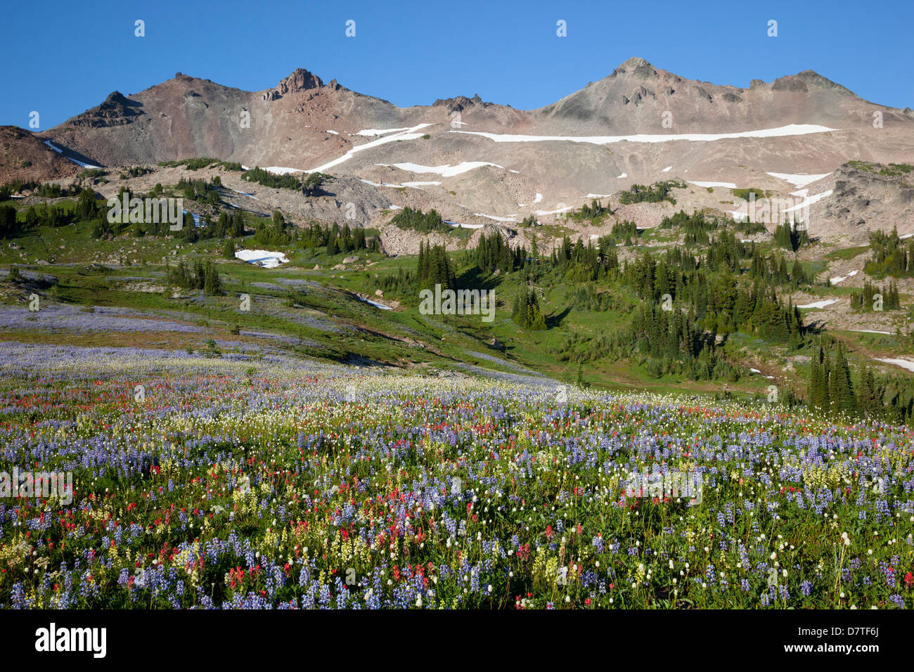 WA, Goat Rocks Wilderness, Wildflower alpine meadow with Goat Rocks ...