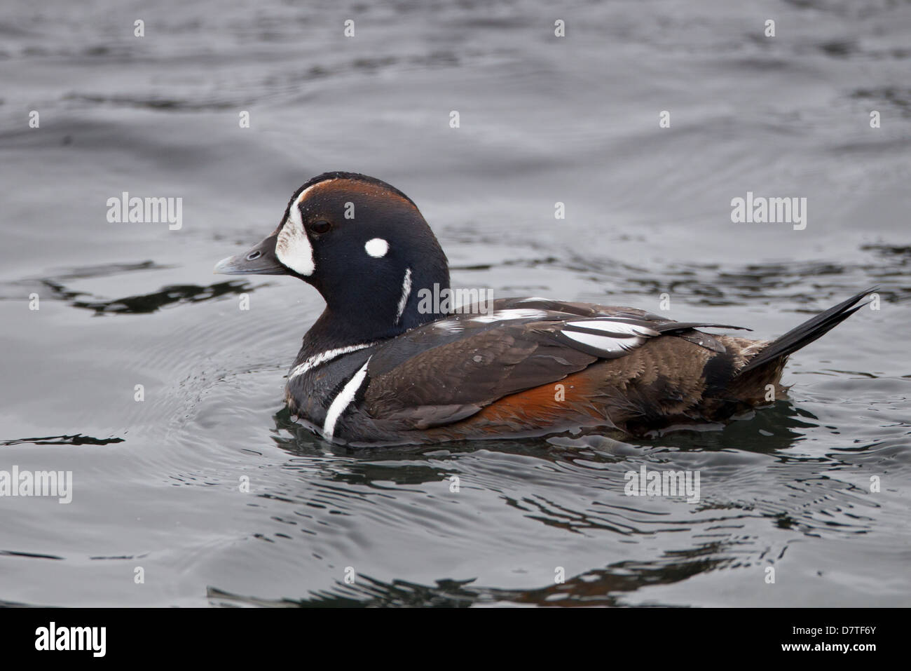 Harlequin Duck (Histrionicus histrionicus histrionicus), male in ...