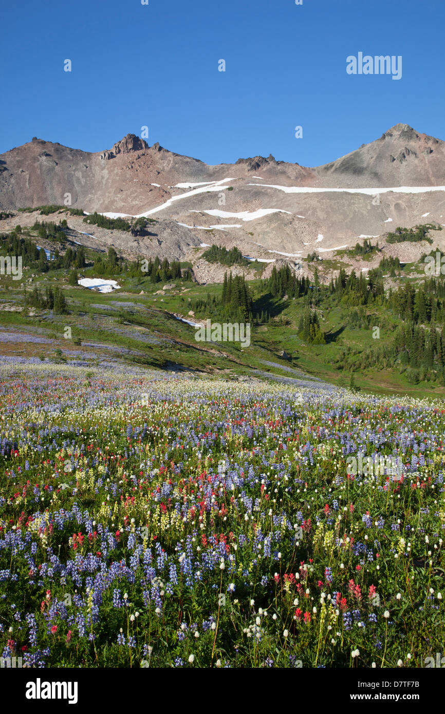 WA, Goat Rocks Wilderness, Wildflower alpine meadow with Goat Rocks ...